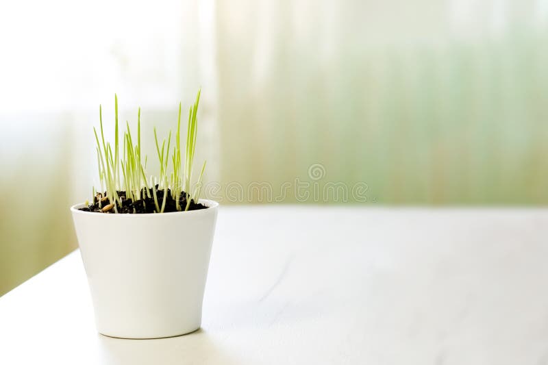 Green Grass in Pot at Home Desk Stock Photo - Image of bokeh, white ...