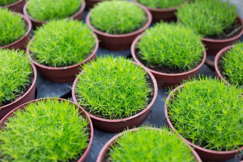 Green grass in pot stock photo. Image of fresh, grass - 33448338