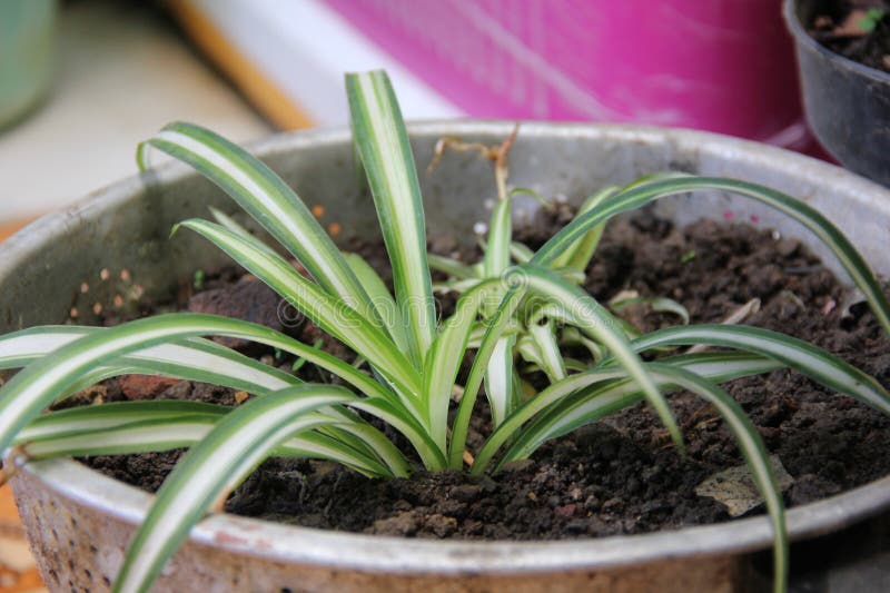 Green Grass in Pot with Substrate Stock Photo - Image of garden, lawn ...
