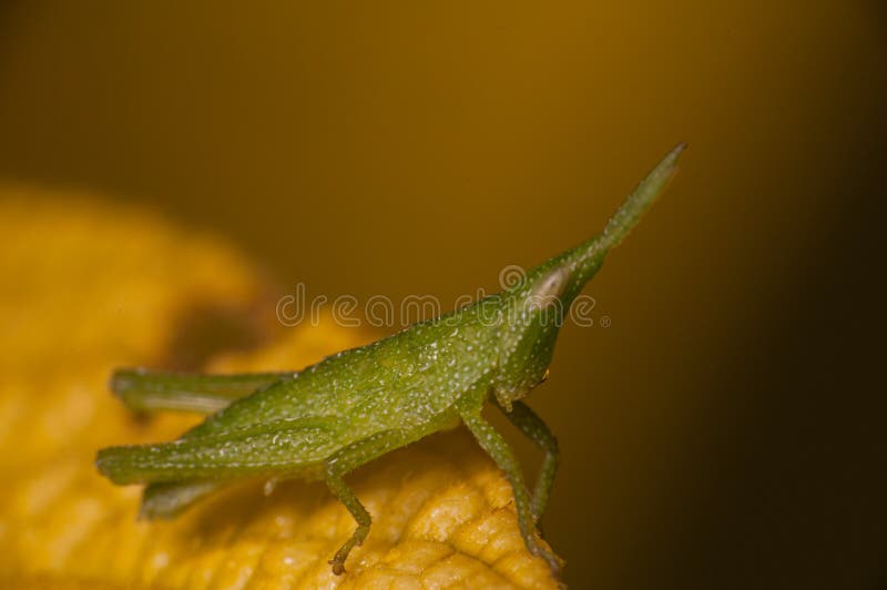 Green Grass Pyrgomorphidae stock image. Image of leaf - 48323855