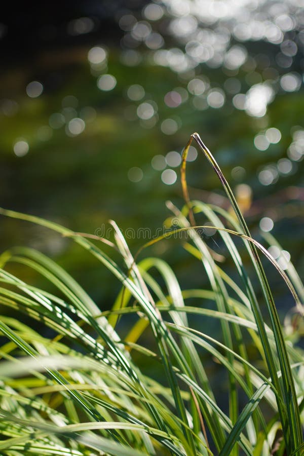 The Green Grass beside the Quiet Stream Stock Image - Image of stream ...