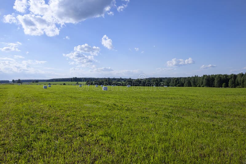 A Green Grass Rack Packed in Packaging during the Preparation of Animal ...