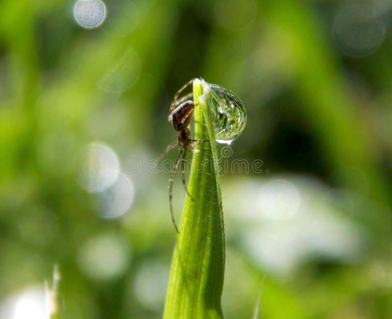 Grass , drop and spider stock photo. Image of drop, nature - 100273184