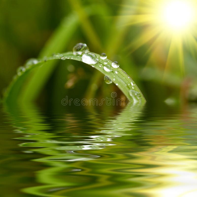 Three dew drops stock photo. Image of level, condensation - 9434250