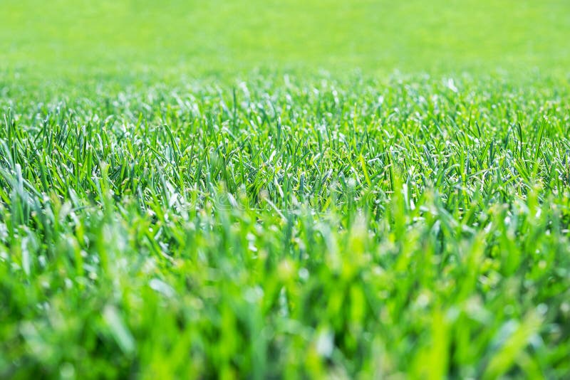 Green Grass Receding into the Distance Stock Image - Image of freshness ...