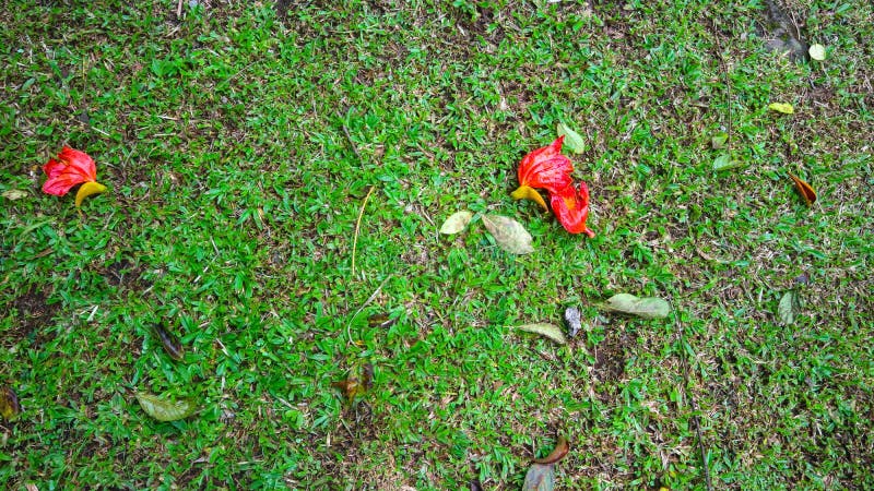 Green Grass with Red Flowers Falling. As a Backdrop Stock Photo - Image ...