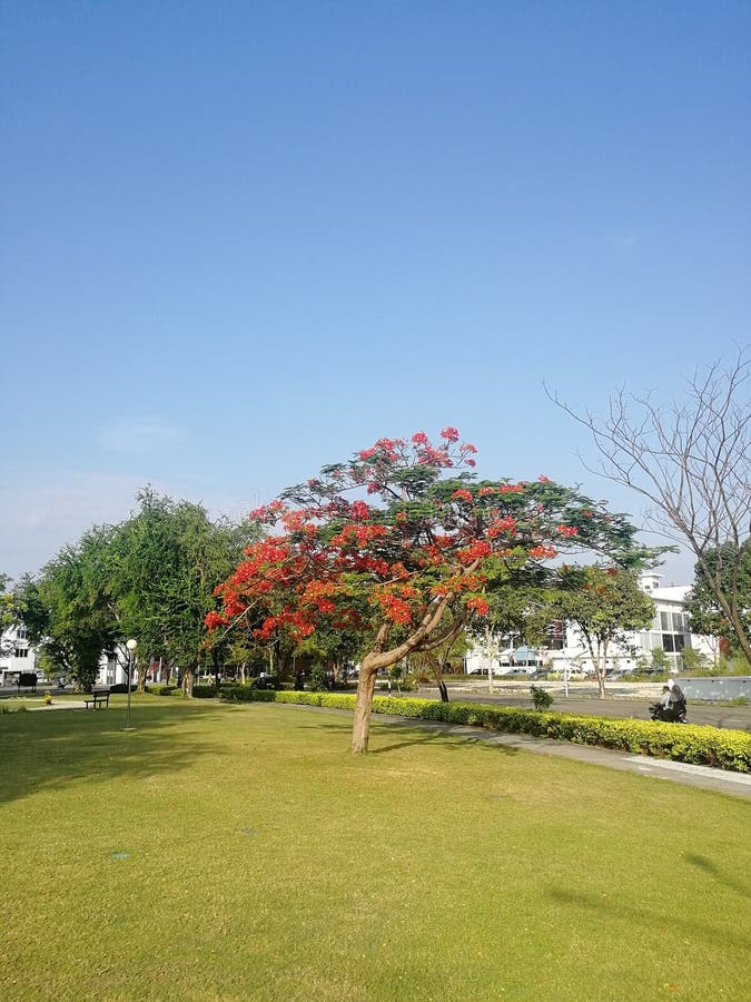 Red Flowers on a Tree in a Park Stock Image - Image of green, leaf ...