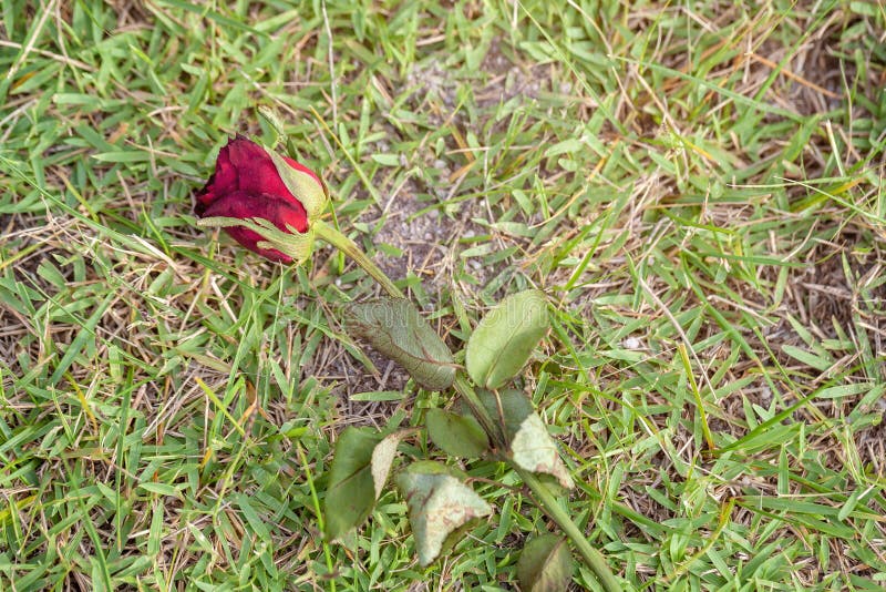 Green grass with red rose stock photo. Image of grass - 144388972