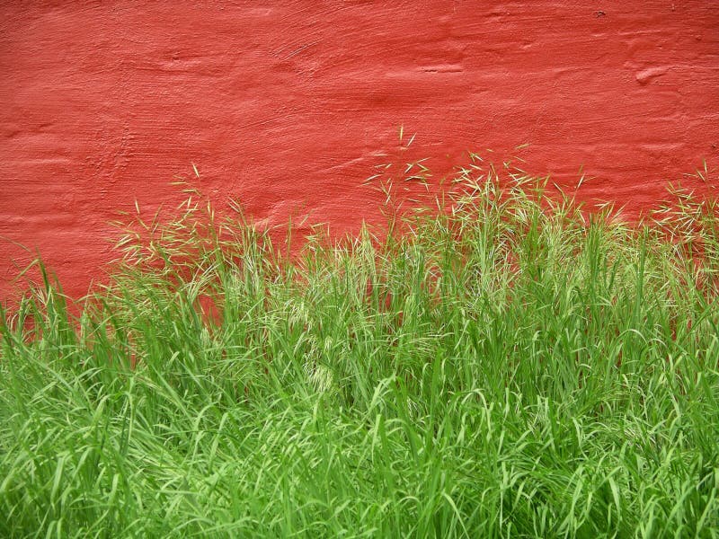 Green grass - red wall stock photo. Image of vegetation - 744130
