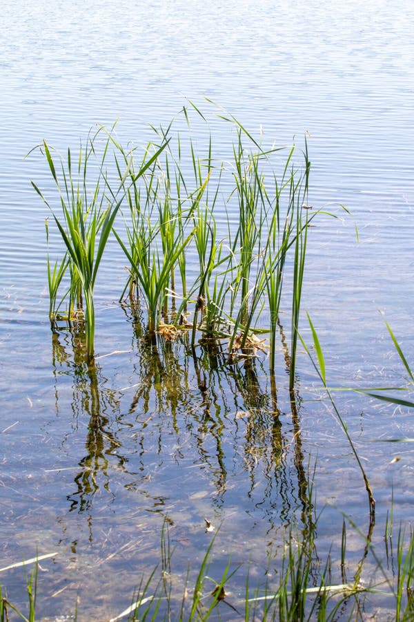 Green Grass Reeds Sedge in the Lake Pond, Stock Photo - Image of ...