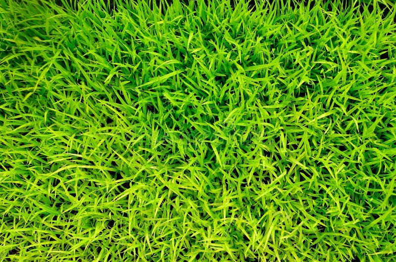 Green Grass rice stock photo. Image of green, healthy - 23862974