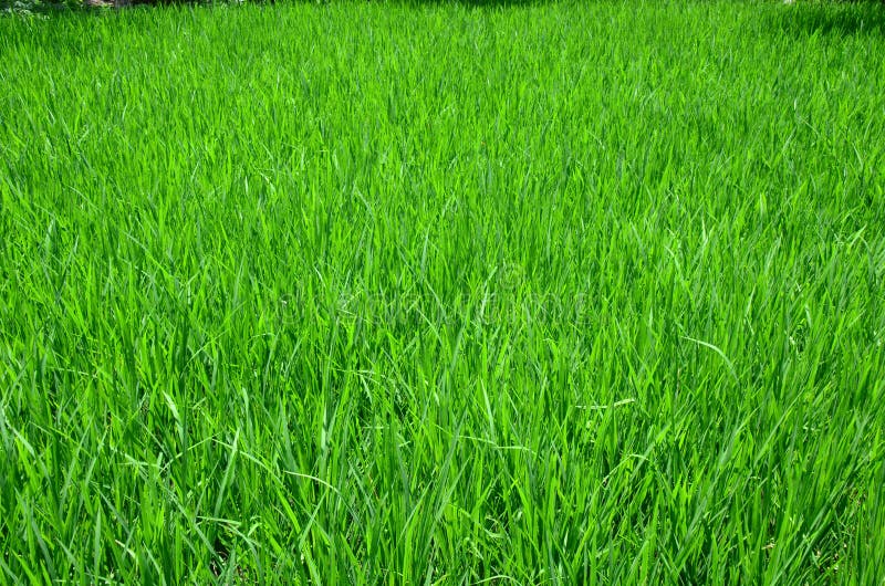 Green grass. Rice field stock photo. Image of plant, summer - 72130376