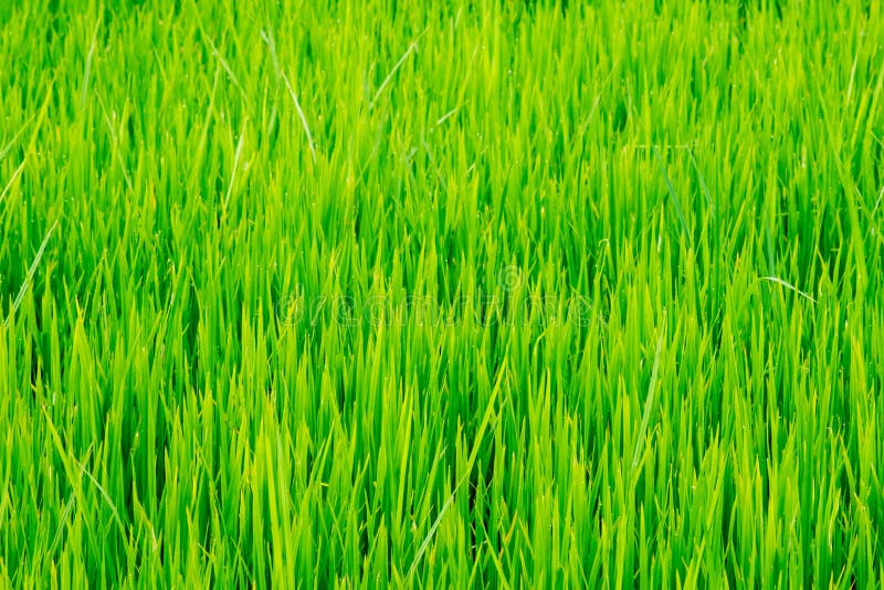 Green grass rice field stock photo. Image of beautiful - 67882406