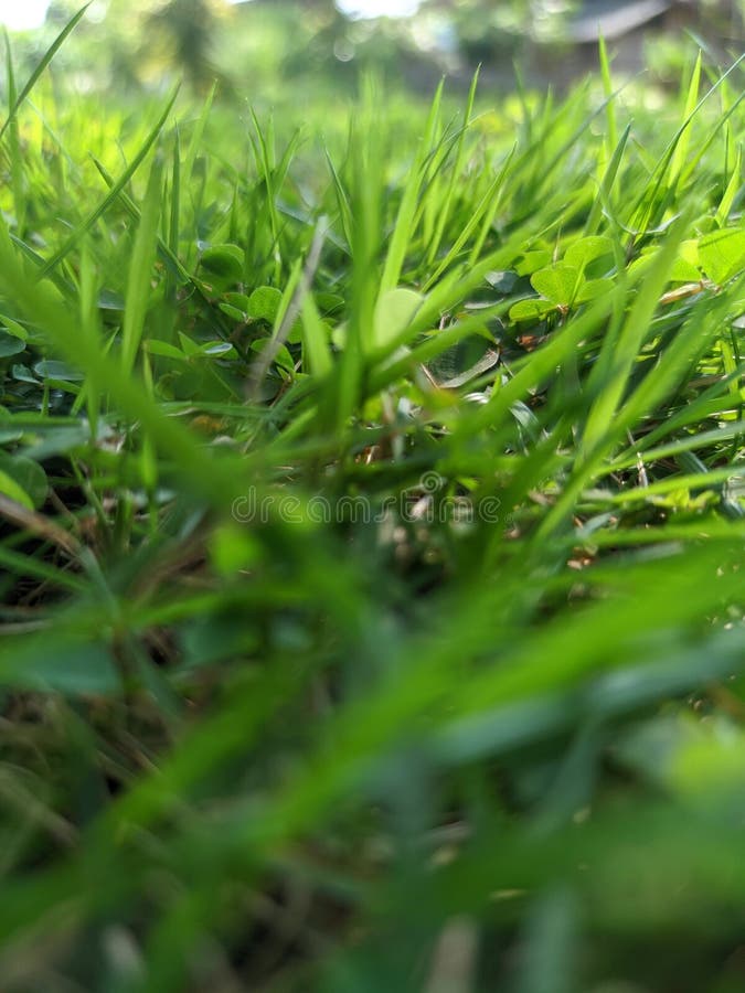 Green Grass in the Rice Field Stock Photo - Image of rice, grass: 222501554