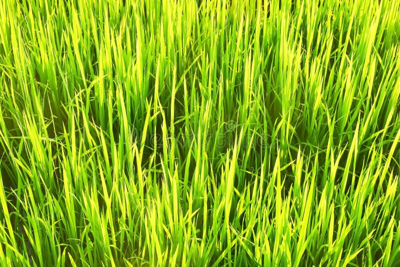Grass in rice field stock photo. Image of outdoors, plant - 23943702