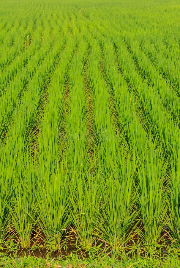 Green Grass Rice Field Texture Stock Image - Image of garden, grow ...