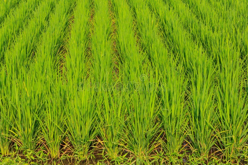 Green Grass Rice Field Texture Stock Image - Image of drops, meadow ...