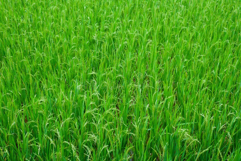 130+ Green texture rice field Free Stock Photos - StockFreeImages