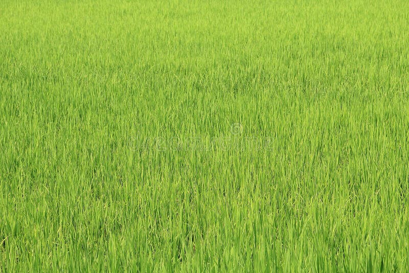Green grass rice fields stock image. Image of kerala - 40726011
