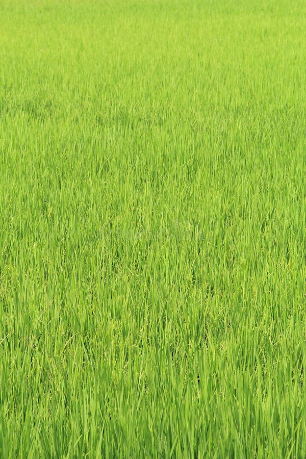 Green grass rice fields stock photo. Image of leaf, food - 40726182