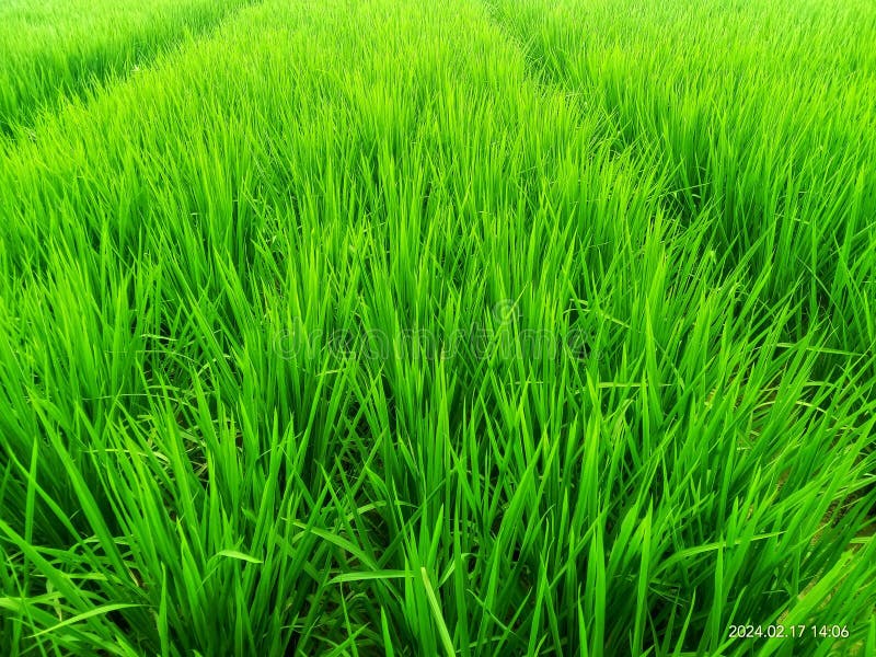 Green Grass Rice Fields Beautiful Stock Image - Image of beau, rice ...