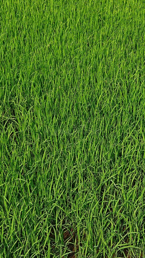 Green Grass / Rice Fields Taken from a High Angle Stock Image - Image ...