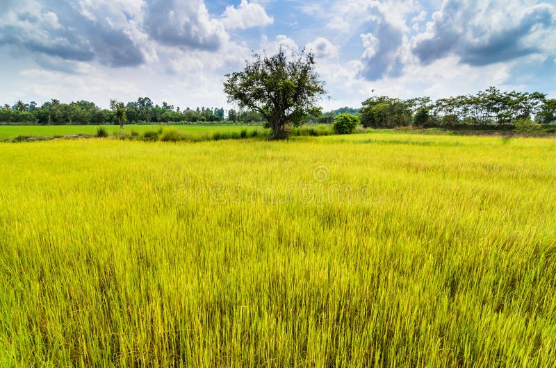 Green grass rice and sky stock photo. Image of spring - 39516410