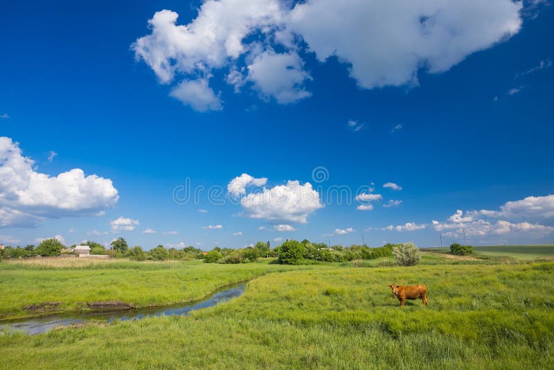 Green Grass, River, Clouds and Cows Stock Photo - Image of horizon ...