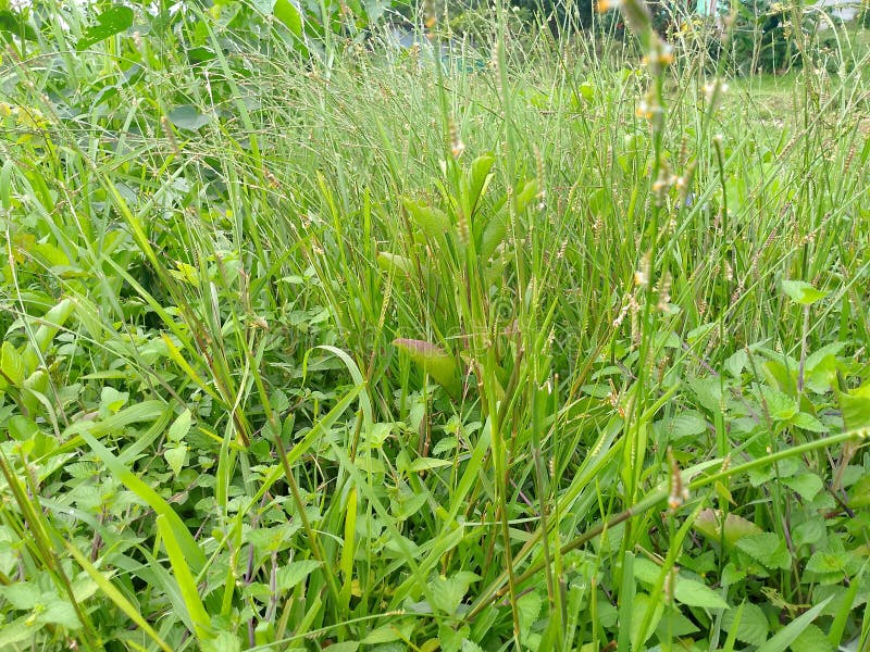 The Green Grass beside the River is Very Fertile Stock Photo - Image of ...