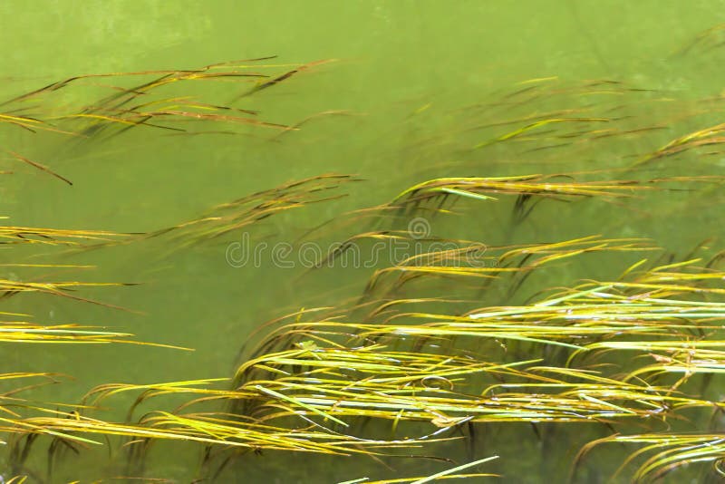 Green grass in a river stock photo. Image of wild, wallpaper - 171192704
