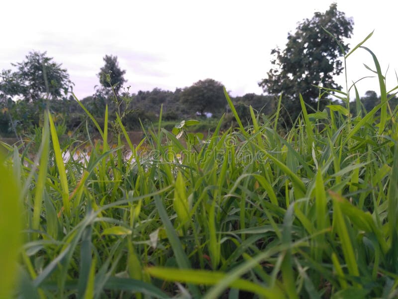 Green Grass Road Side in India Stock Photo - Image of grass, side ...