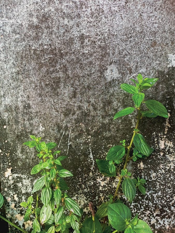 Weeds on the Background of the Wall with Shabby Paint Stock Image ...