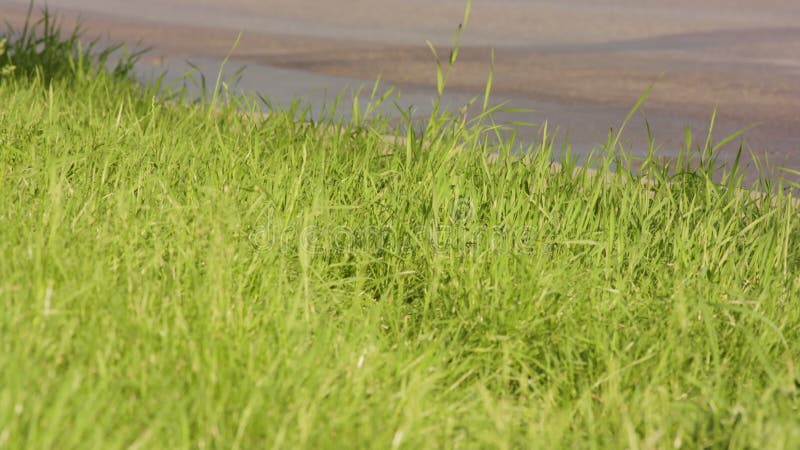 Green Grass on a Roadside stock photo. Image of freshness - 105417136