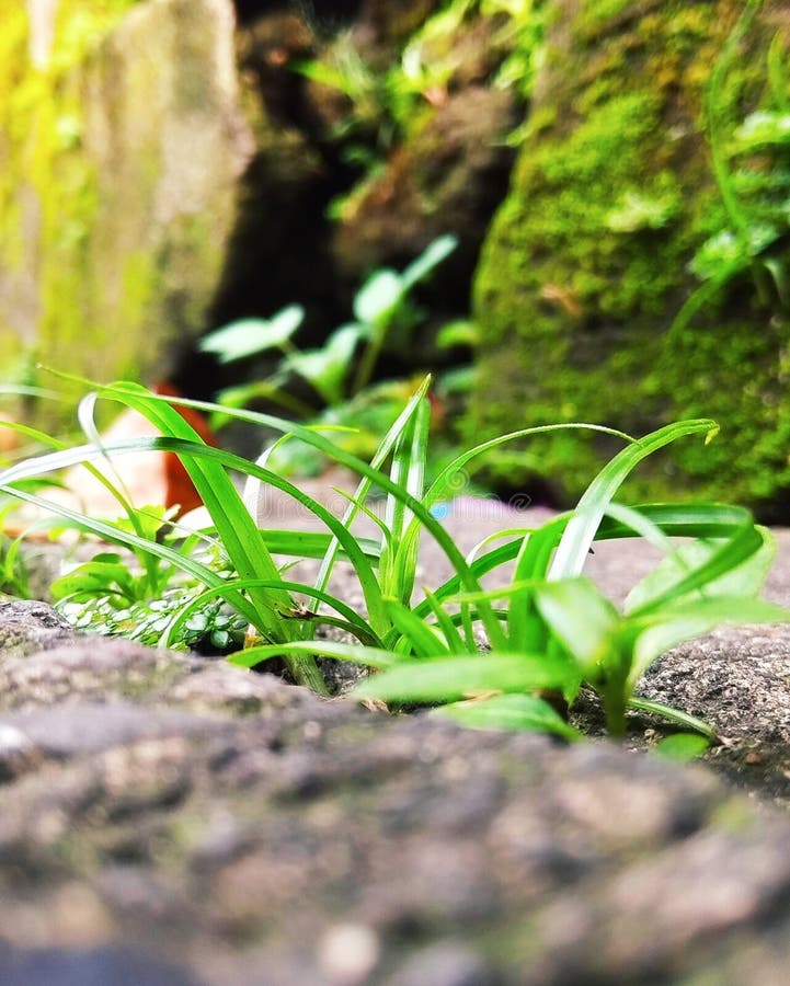Green grass on the rocks stock photo. Image of soil - 271623602