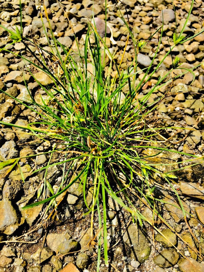 Green Grass on the Rocky Ground Stock Image - Image of single, ground ...