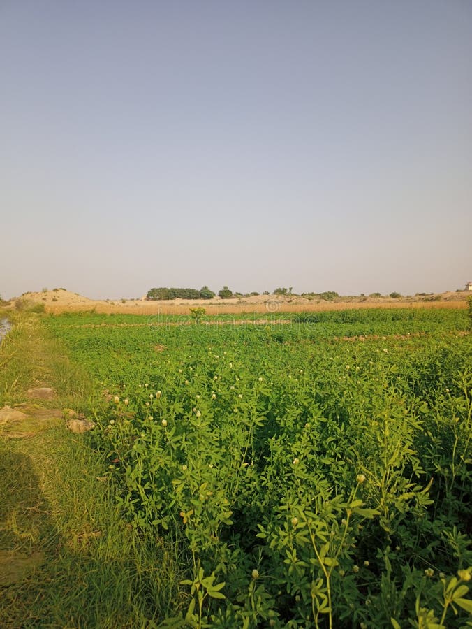 Green Grass Roots and Desert View Stock Photo - Image of grass, desert ...