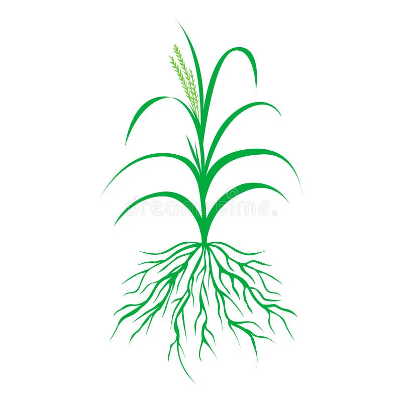Green Grass with Roots Illustration, Plant Vector Stock Vector ...