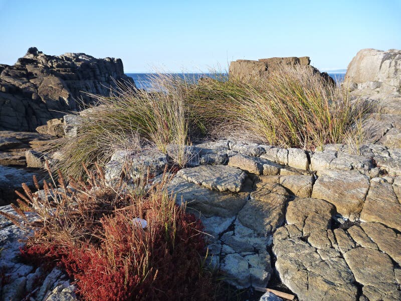 Green Grass on a Rugged Rock on a Shore Stock Image - Image of morning ...
