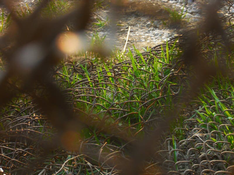 Green Grass and Rusty Metal Mesh Fence Stock Photo - Image of fresh ...
