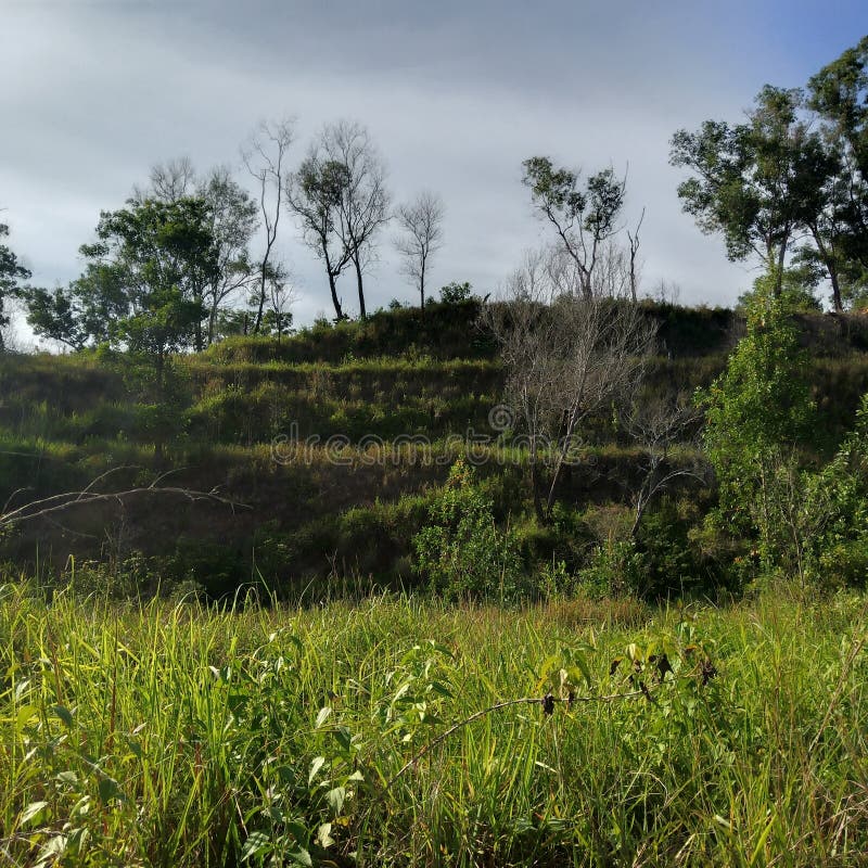 Green Grass Scenery stock image. Image of vegetation - 233501501