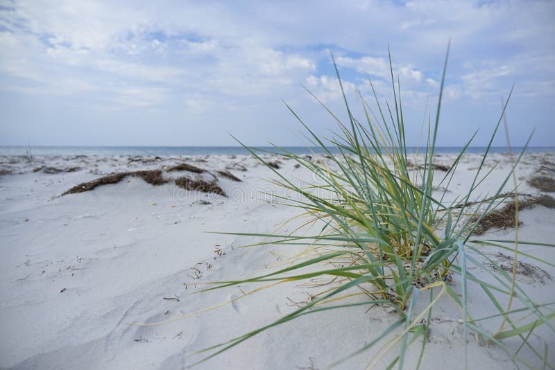 Green Grass by the Sea with White Sand and Blue Sky Stock Image - Image ...
