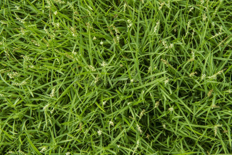 Green Grass Seamless Texture Stock Photo - Image of nature, ground ...