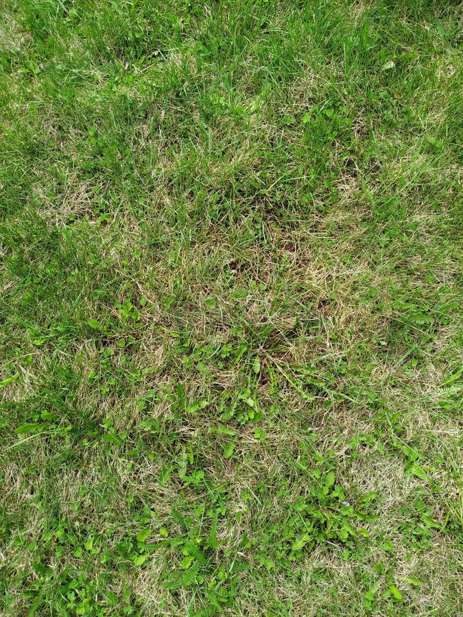 Green Grass Seamless Texture. Seamless in only Horizontal Dimension ...