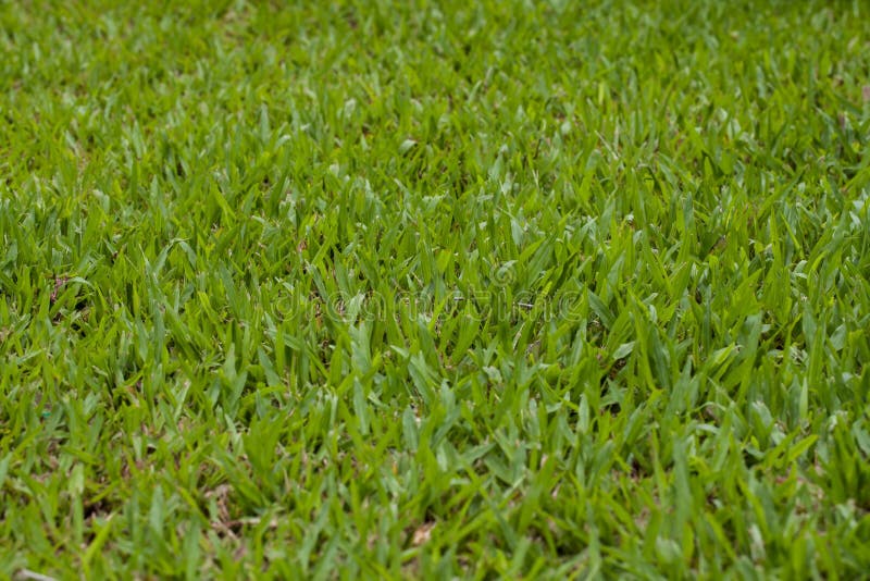 655 Blade Grass Seamless Texture Stock Photos - Free & Royalty-Free ...