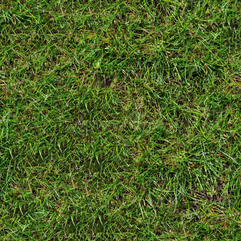 Green Grass. Seamless Texture. Stock Image - Image of fresh, carpet ...