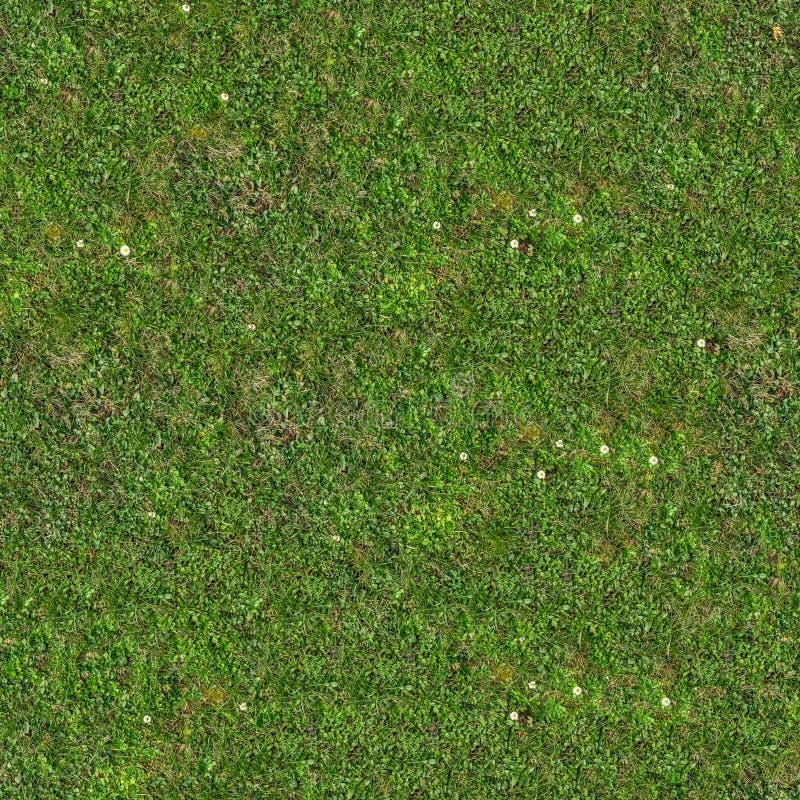 Green Grass. Seamless Tileable Texture. Stock Photo - Image of flowers ...