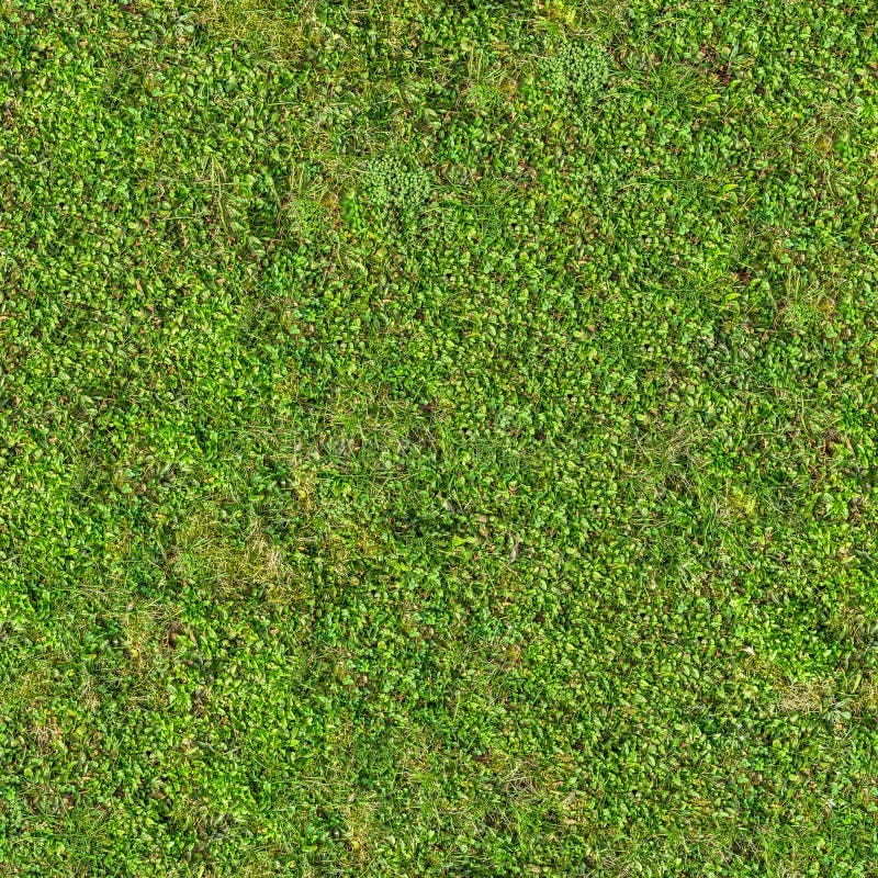 Green Grass. Seamless Tileable Texture. Stock Photo - Image of tileable ... Green Grass. Seamless Tileable Texture. Stock Photo - Image of tileable ...