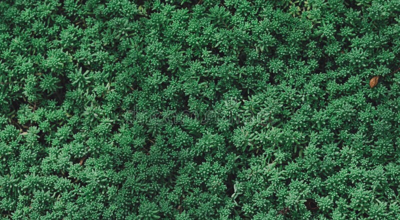 Green Grass Sedum Spanisco, Succulent Top View Stock Photo - Image of ...