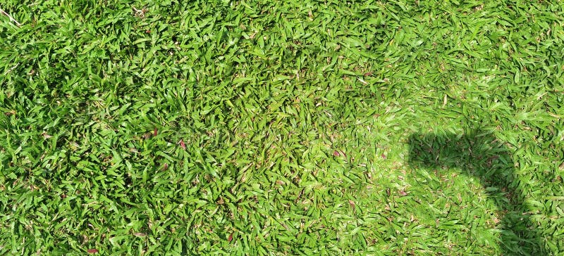 Green grass with shadow stock image. Image of meadow - 263139137