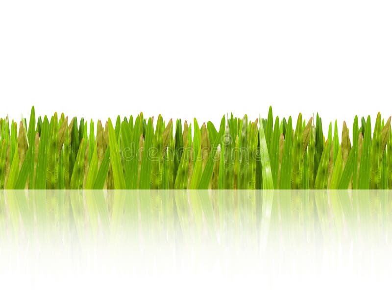Green grass shadow stock photo. Image of beauty, bright - 39643622